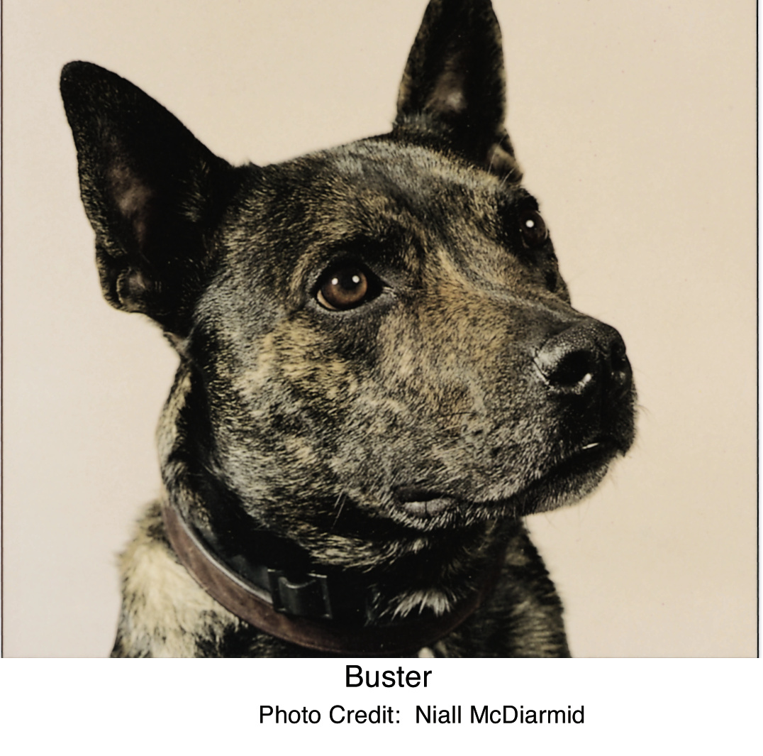 Roy Hattersley | Hachette Book Group