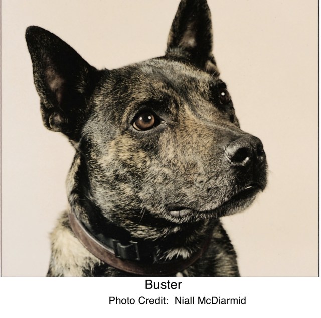 Roy Hattersley | Hachette Book Group