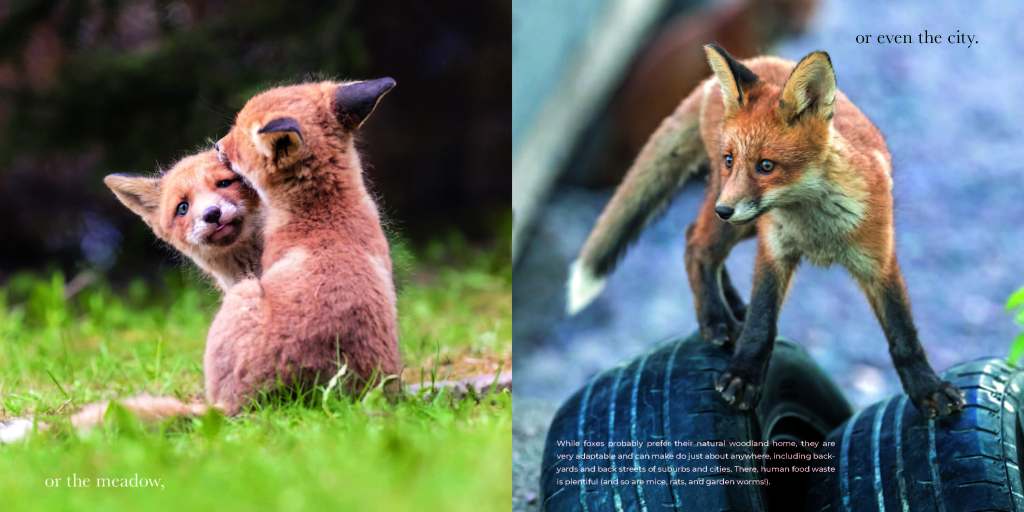 How to Find a Fox by Kate Gardner | Hachette Book Group