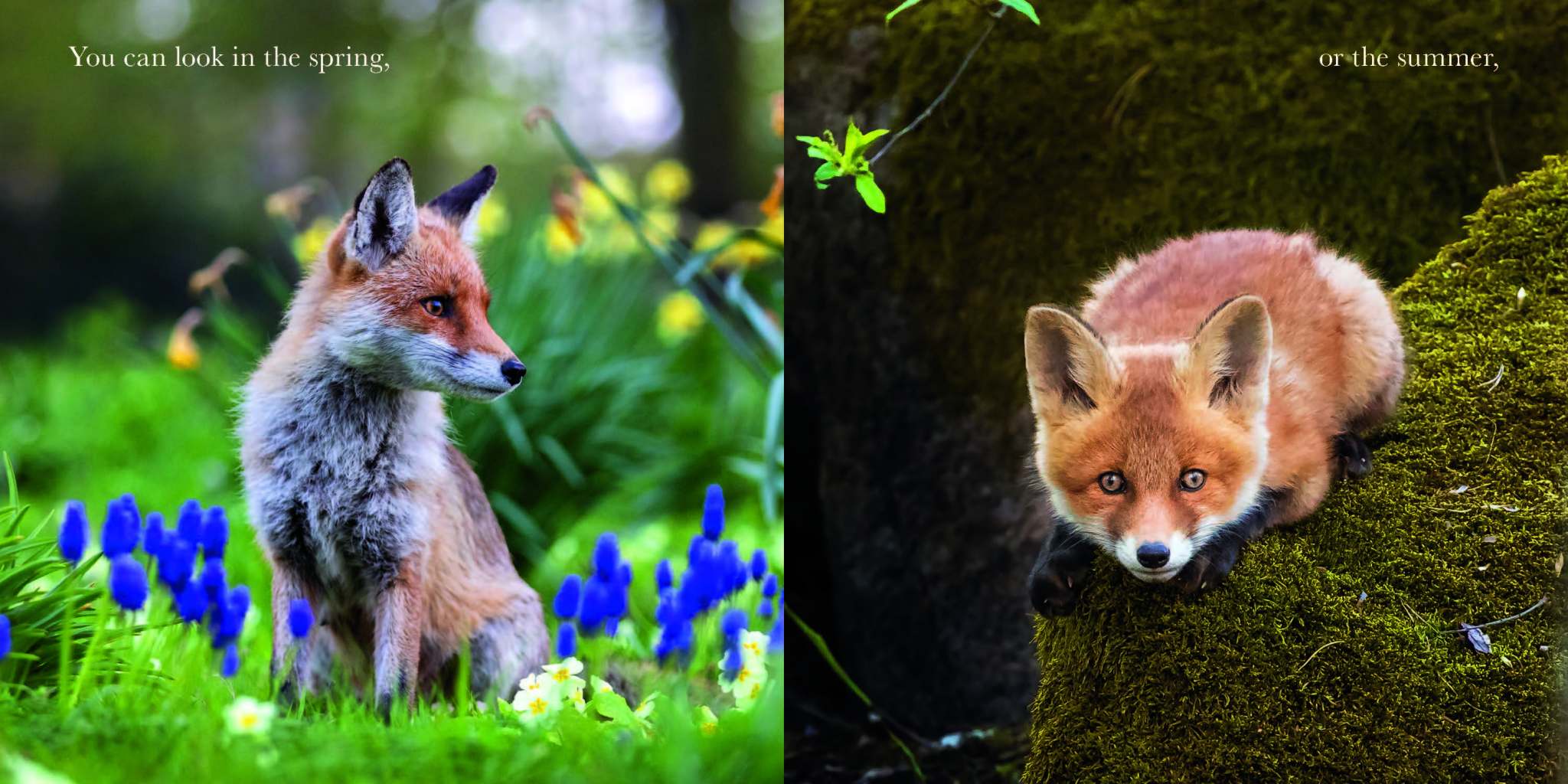 How to Find a Fox by Kate Gardner | Hachette Book Group