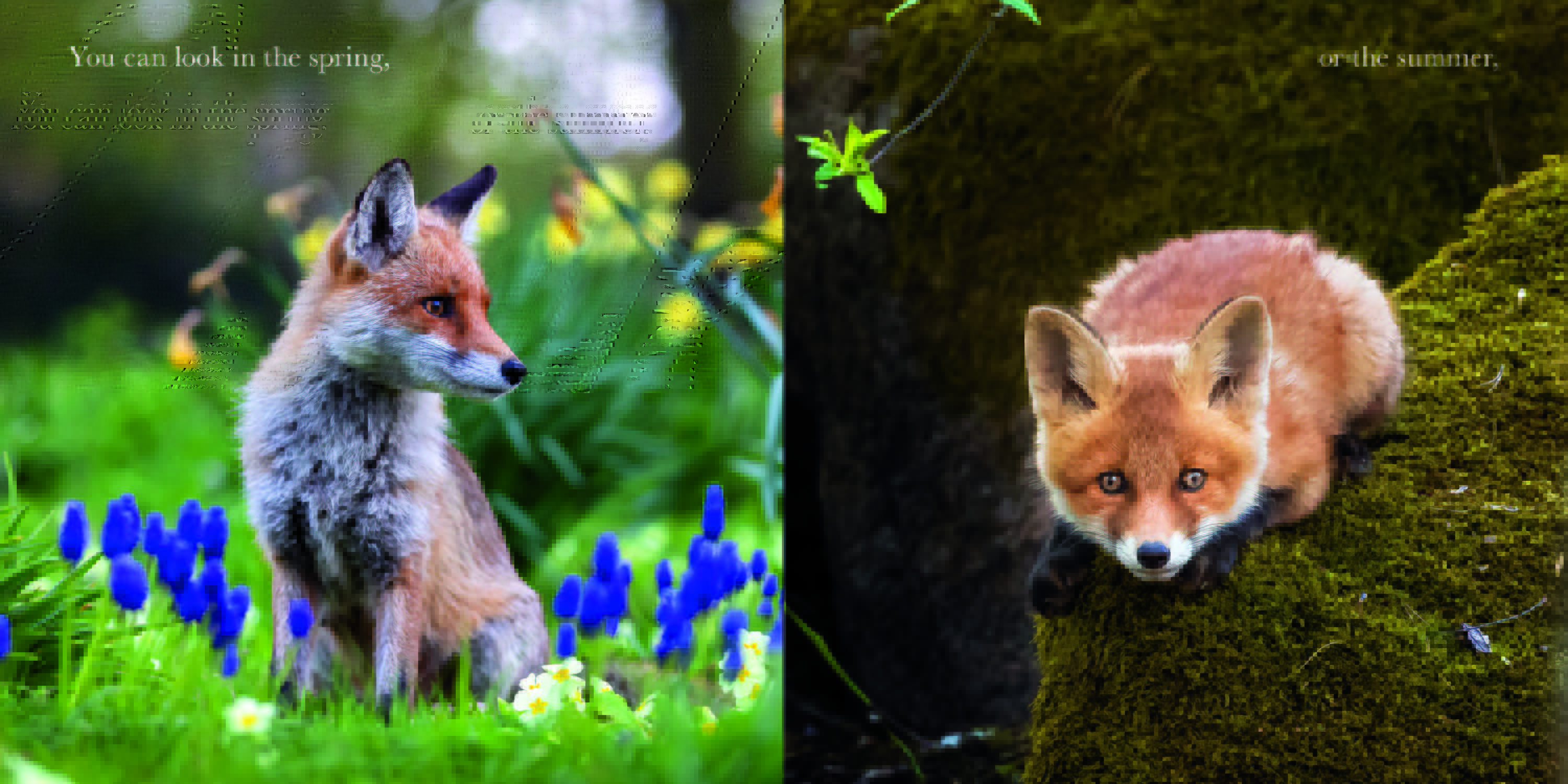 How to Find a Fox by Kate Gardner | Hachette Book Group