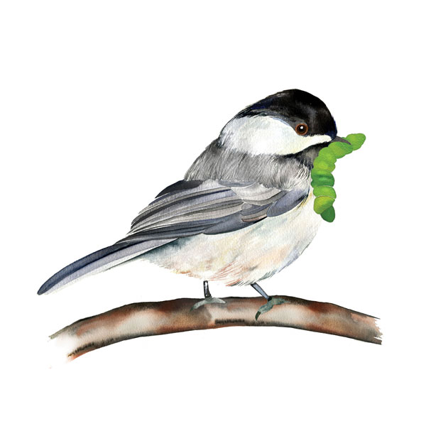 Chickadee Romance: How Backyard Birds Pair Up | Hachette Book Group