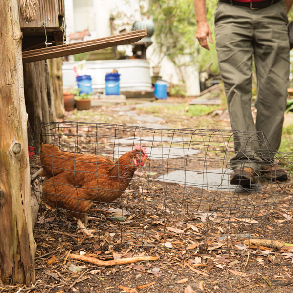 How to Make a Chunnel for Chickens | Hachette Book Group