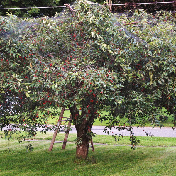 Cherry Trees: The Gift That Keeps on Giving | Hachette Book Group