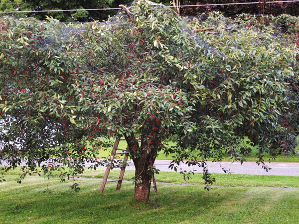Cherry Trees: The Gift That Keeps on Giving | Hachette Book Group