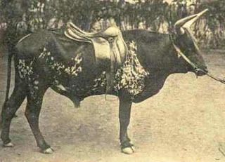 Riding the Ox | Hachette Book Group