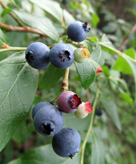 Forest Blueberries | Hachette Book Group