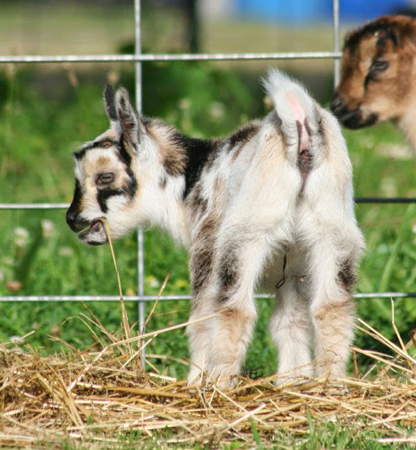 Adult Dwarf Pygmy Goats