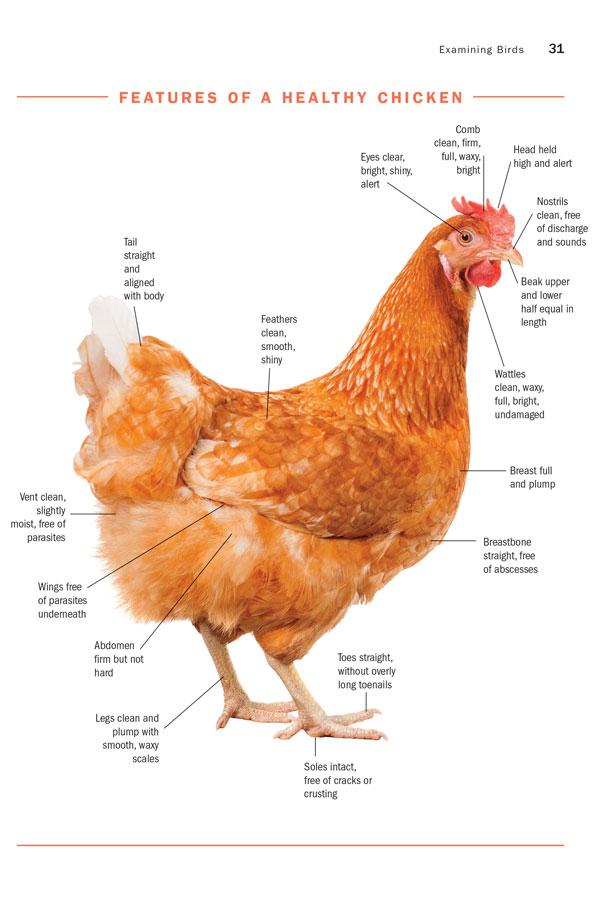 Three Reasons We Updated Storey’s Guide to Raising Chickens | Hachette ...