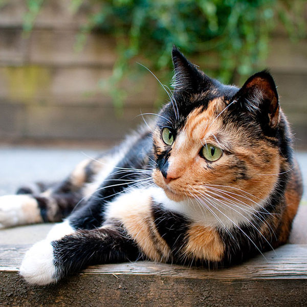 Essential Oils and Cats Don’t Mix | Hachette Book Group