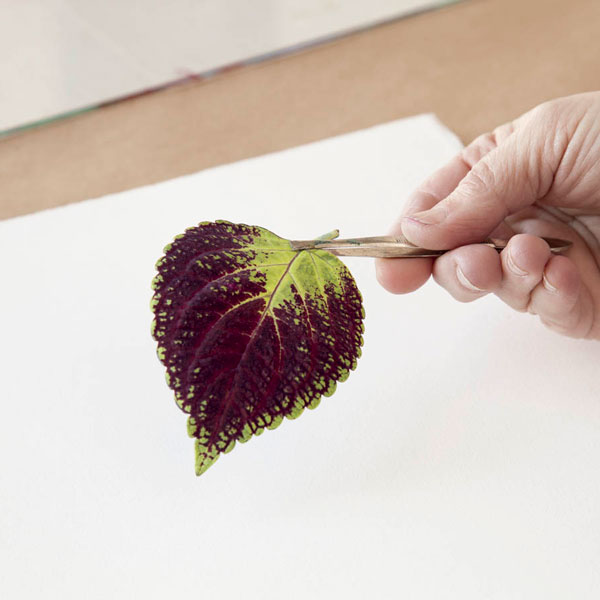 printing with leaves | Hachette Book Group