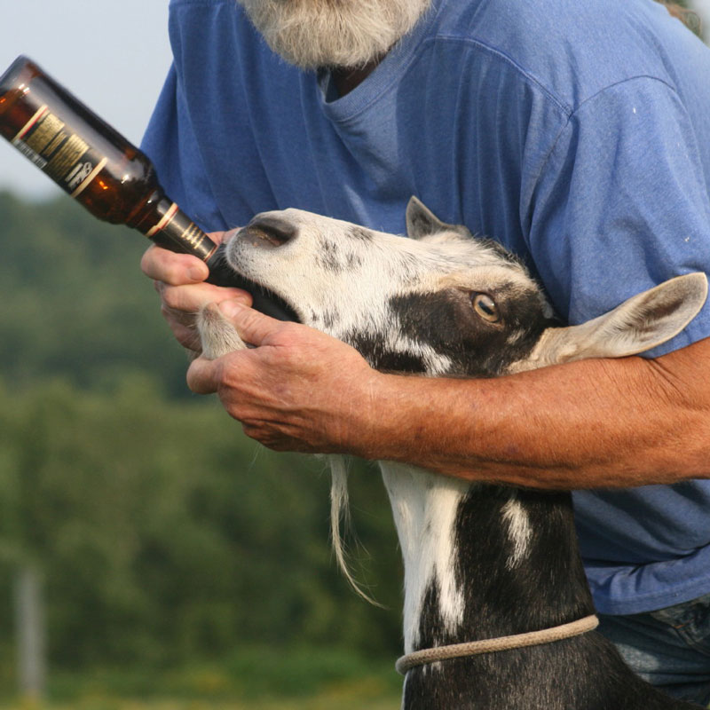 Give a Goat a Guinness? Treating Livestock with Beer | Hachette Book Group