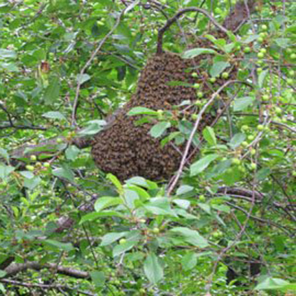 Spring Swarm: Honey Bees in a Cherry Tree | Hachette Book Group