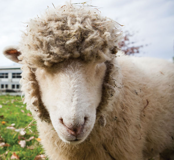 Understanding How Animals Perceive the World | Hachette Book Group