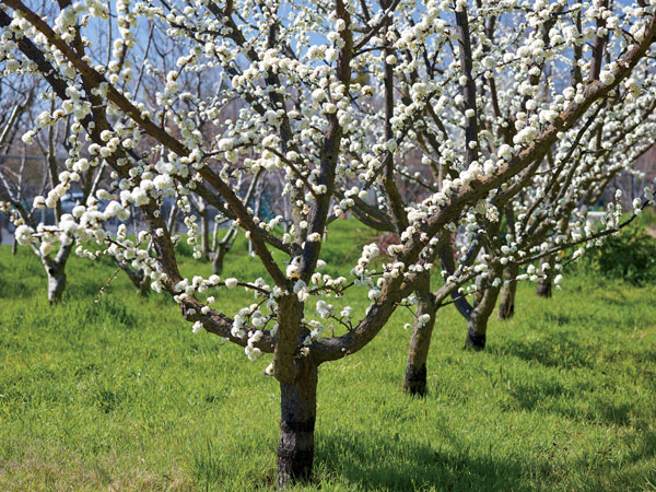 Four Reasons to Prune Your Fruit Tree for Small Size | Hachette Book Group
