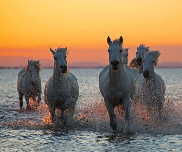 Five Fun Horse Facts for Kids | Hachette Book Group