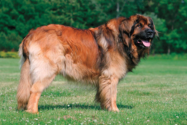 Four Breeds of Farm Dog You’ve Never Heard Of | Hachette Book Group