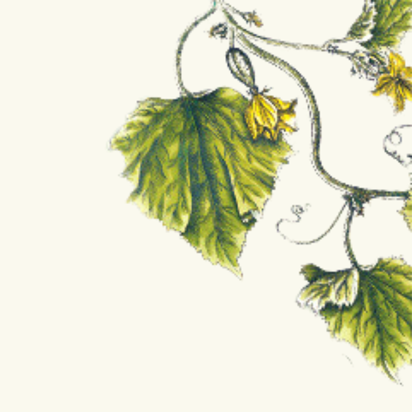 Read an excerpt of Lucky Turtle by Bill Roorbach | Hachette Book Group