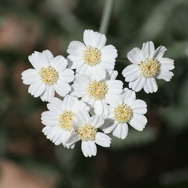 Homebrew with Herbs: Honey Lemon Yarrow Summer Beer | Hachette Book Group