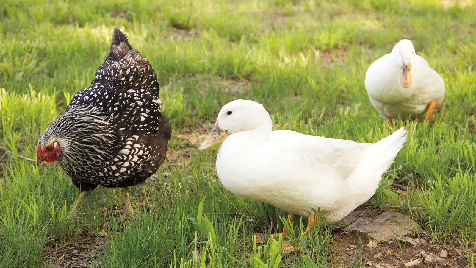 What’s My Favorite Chicken Breed? | Hachette Book Group