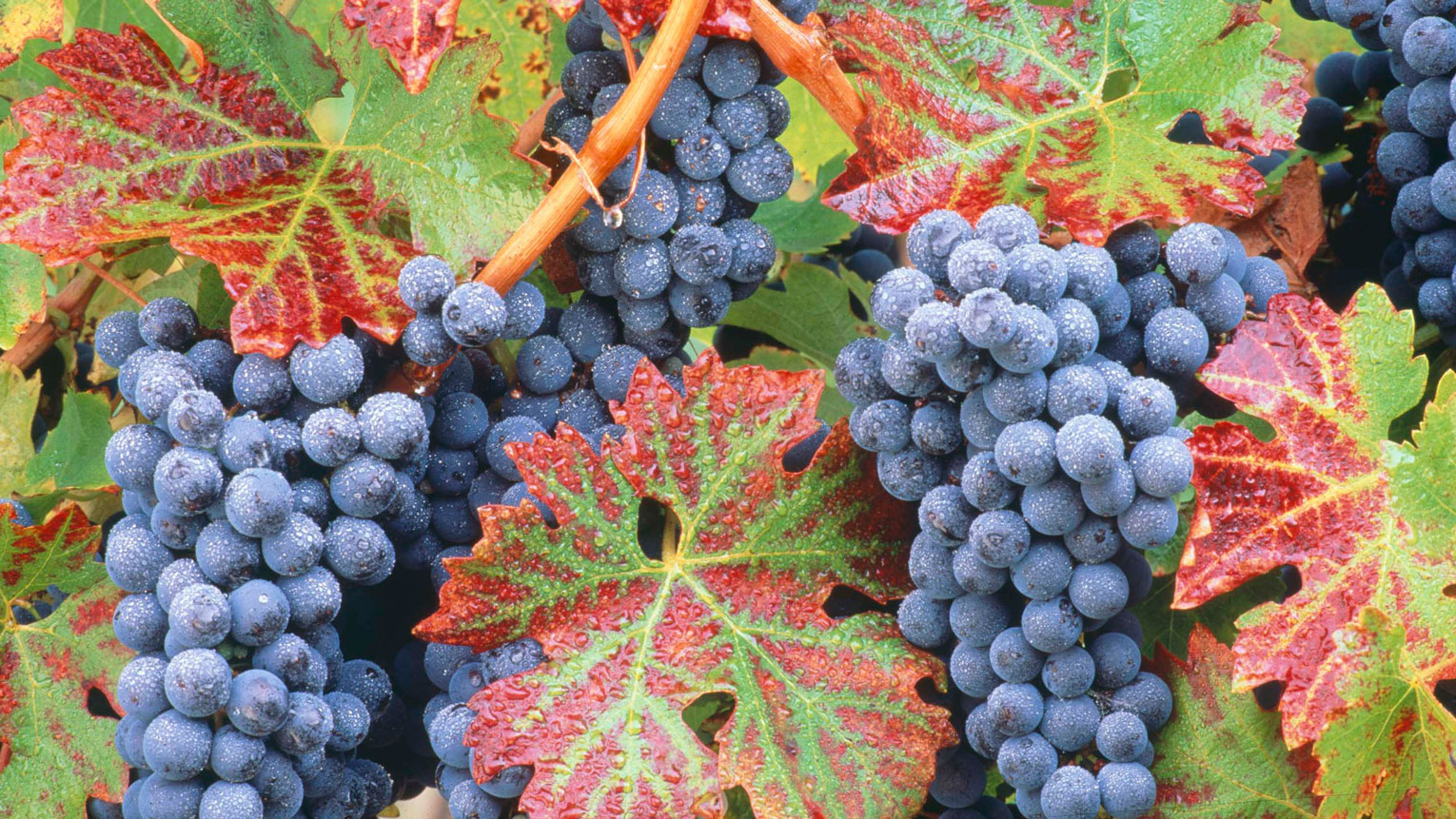 Growing Grapes: The Basics | Hachette Book Group