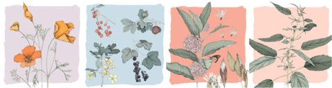 8 Native Plants for Native Medicine | Hachette Book Group