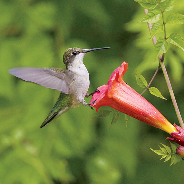Bee Hummingbird Nest