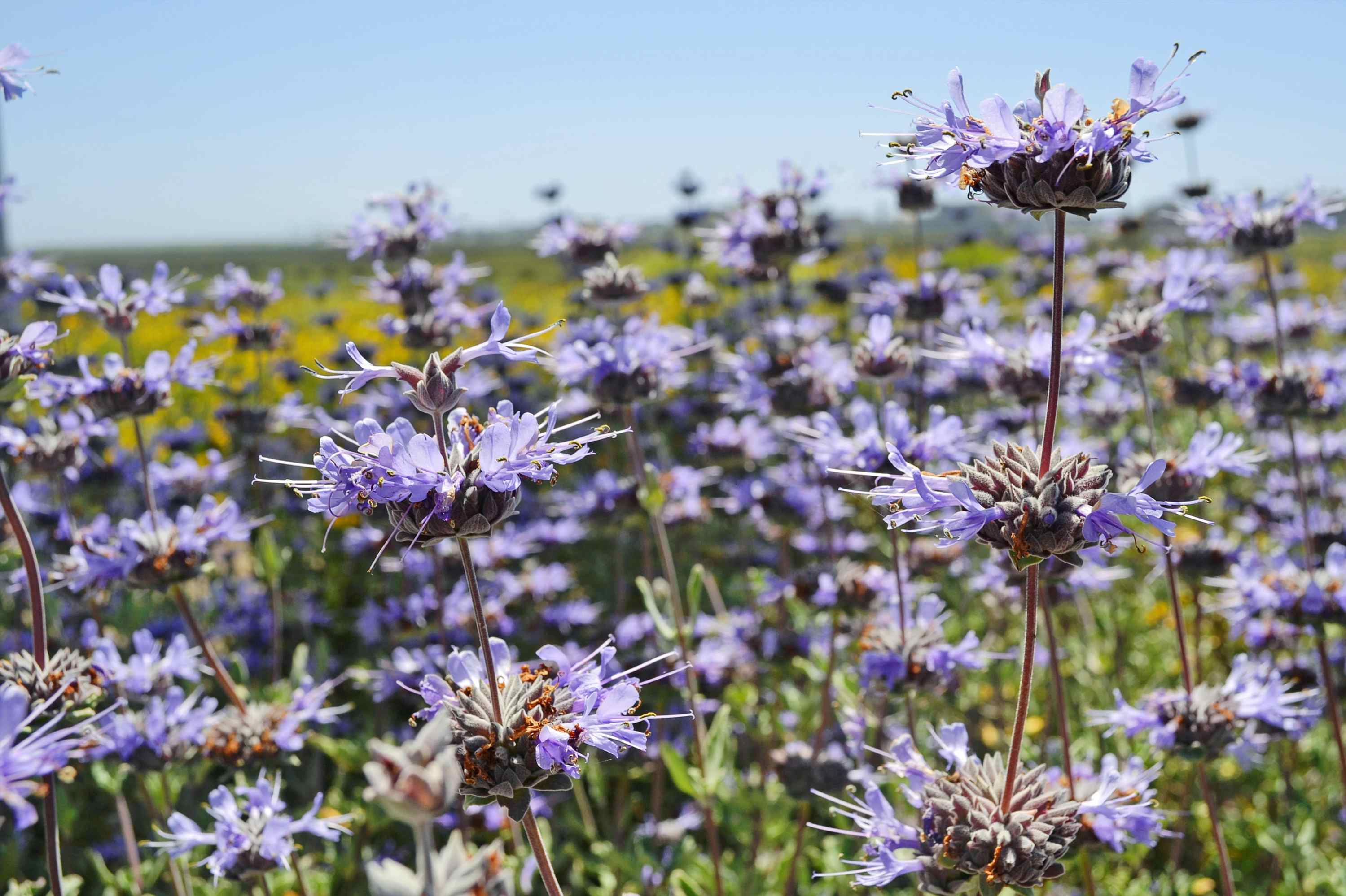 The authors of Firescaping Your Home: A Manual for Readiness in ...