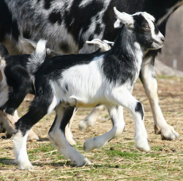 Alpine Goat Kids