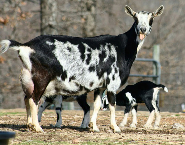Alpine Goat Kids
