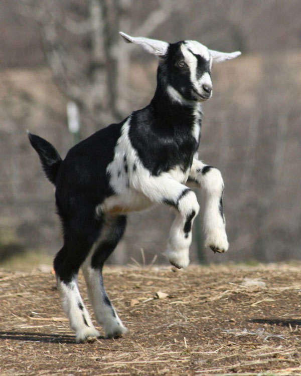 Alpine Dairy Goat Kids