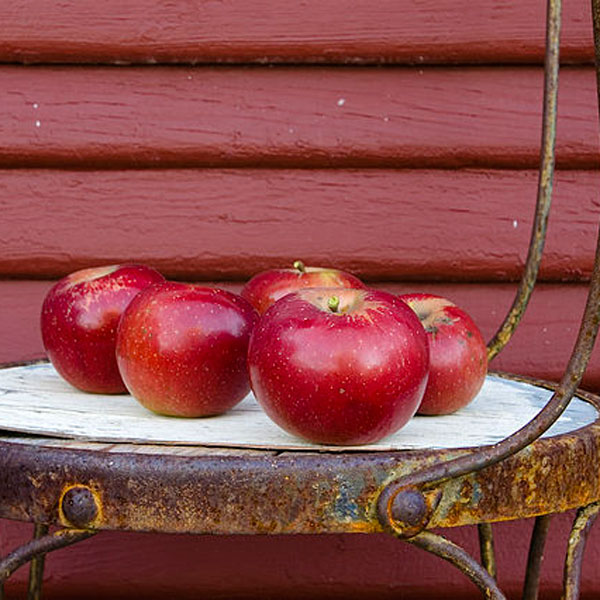 How to Make Apple Fruit Leather | Hachette Book Group