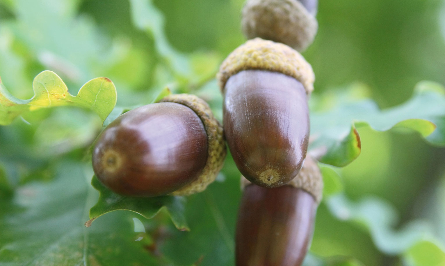 Foraging and Feasting on Fall Acorns | Hachette Book Group