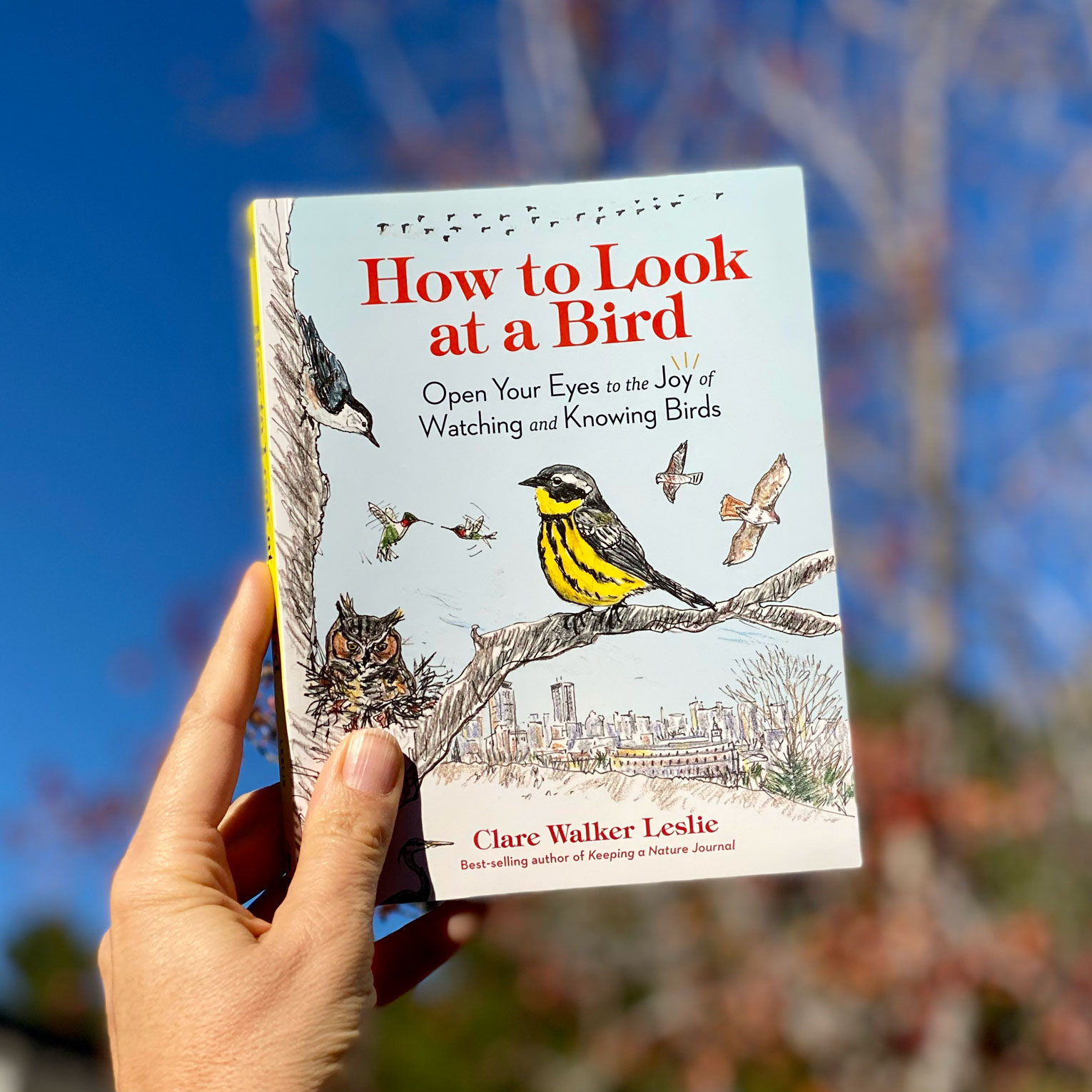 Observing at Feeders: Birdwatching for Beginners | Hachette Book Group