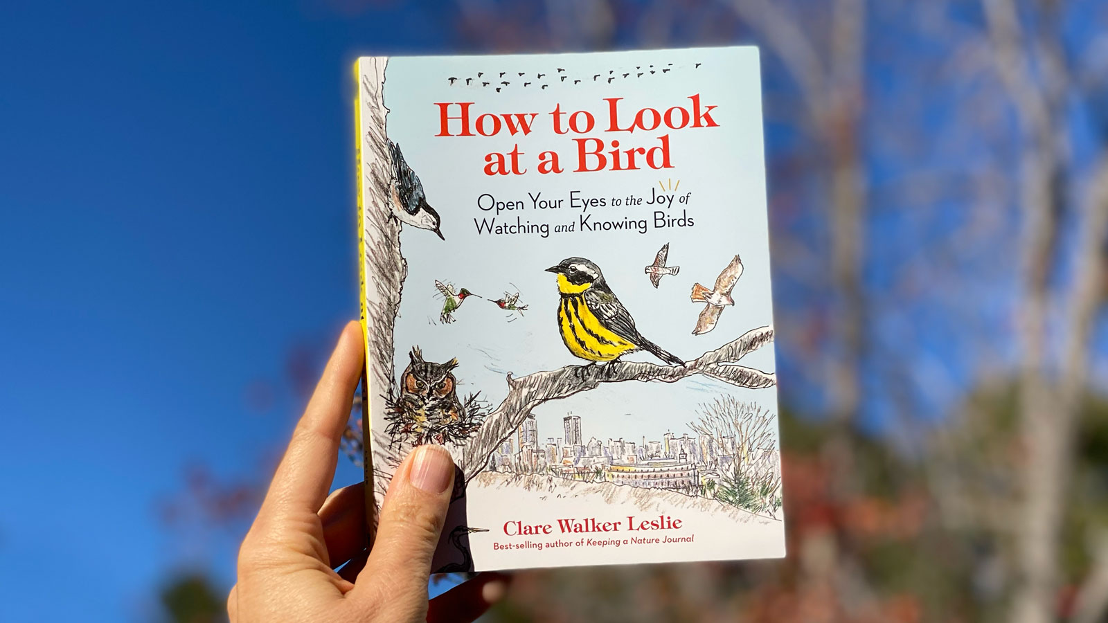 Observing at Feeders: Birdwatching for Beginners | Hachette Book Group