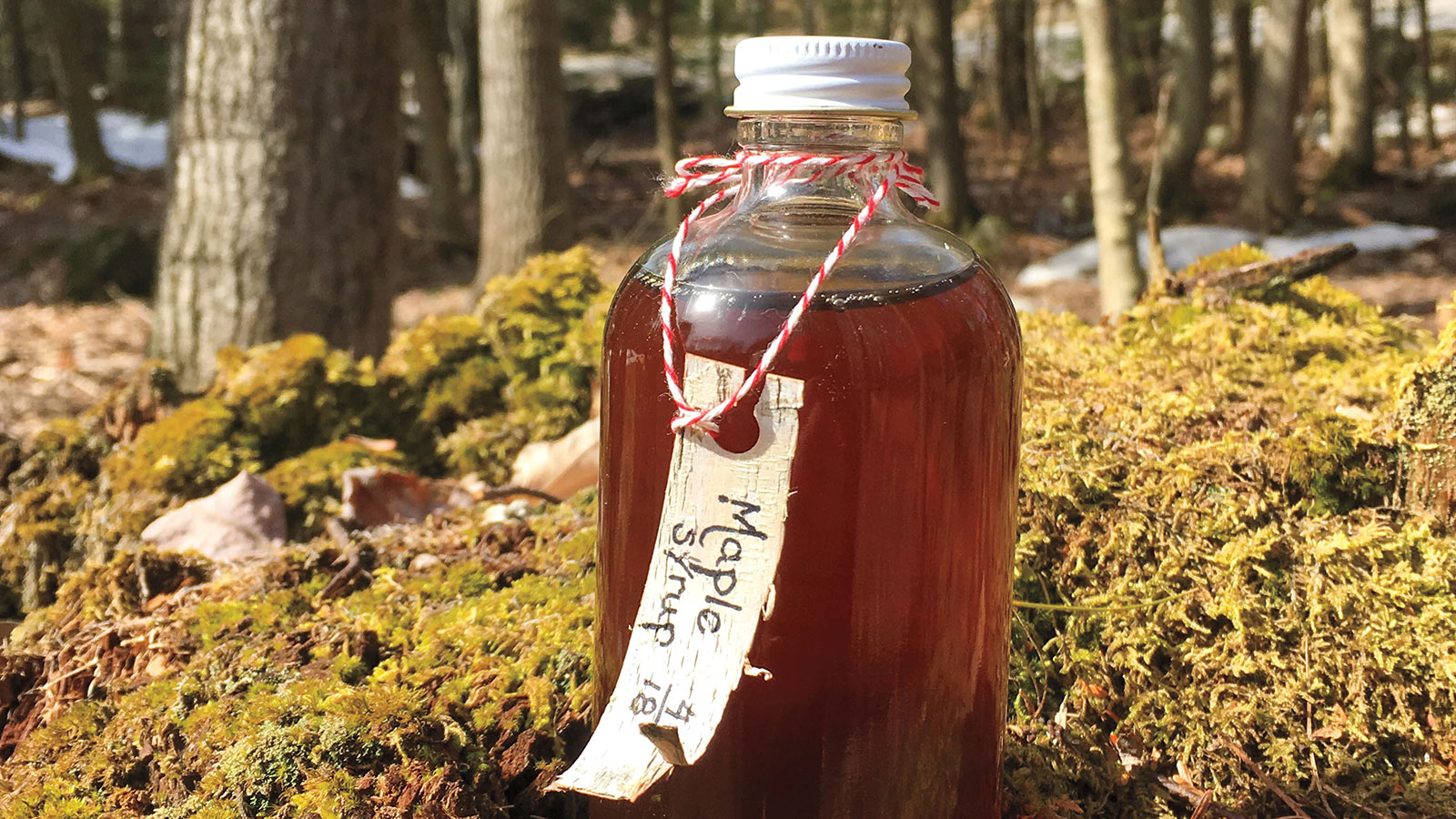 The Joys of Maple Syrup Season | Hachette Book Group