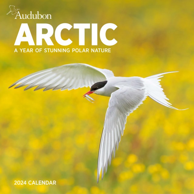 Audubon Arctic Wall Calendar 2024 by Workman Calendars | Hachette Book ...