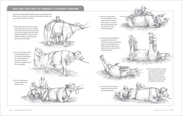 Essential Guide to Calving by Heather Smith Thomas | Hachette Book Group