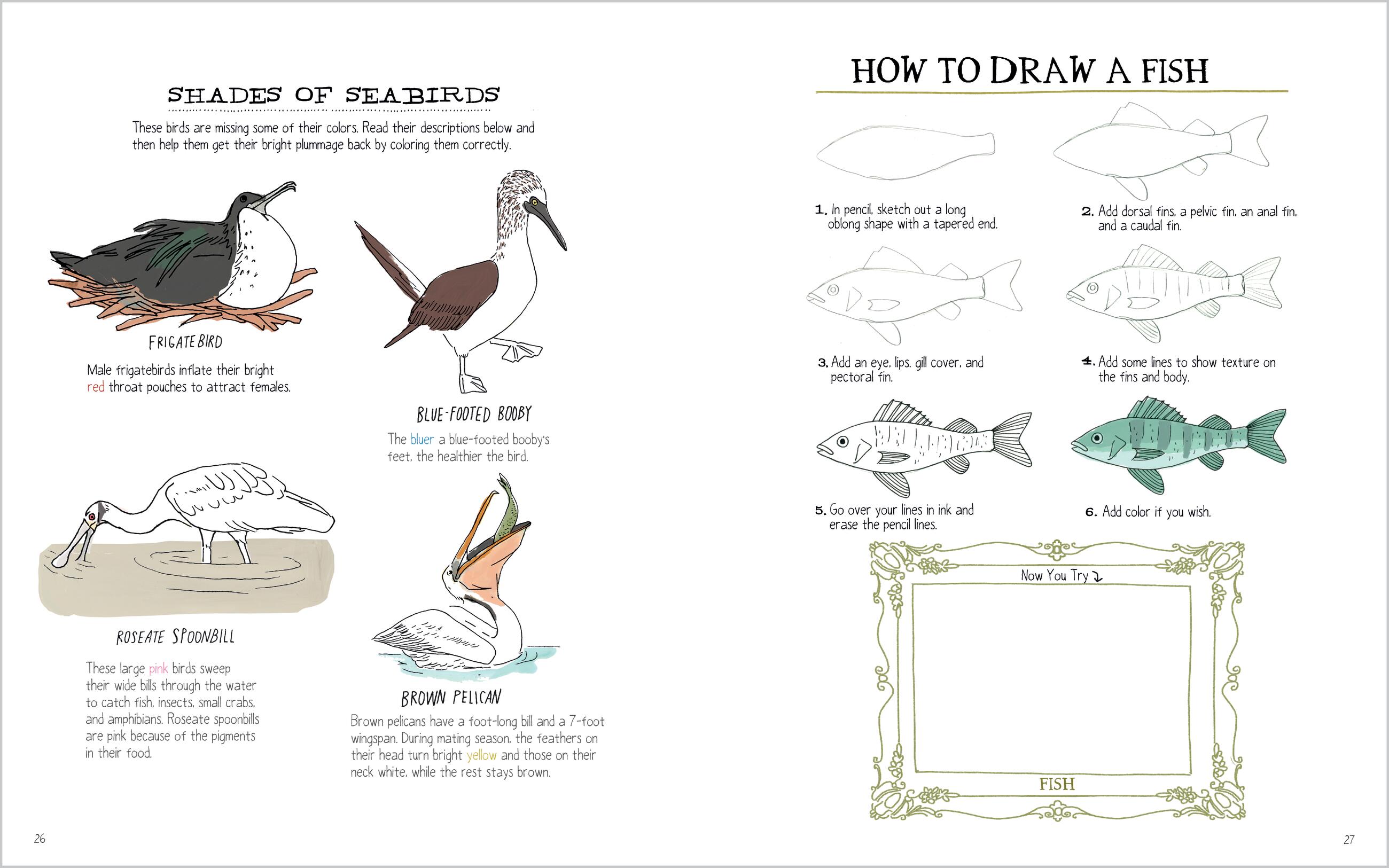 Julia Rothman’s Ocean Anatomy Activity Book by Julia Rothman | Hachette ...