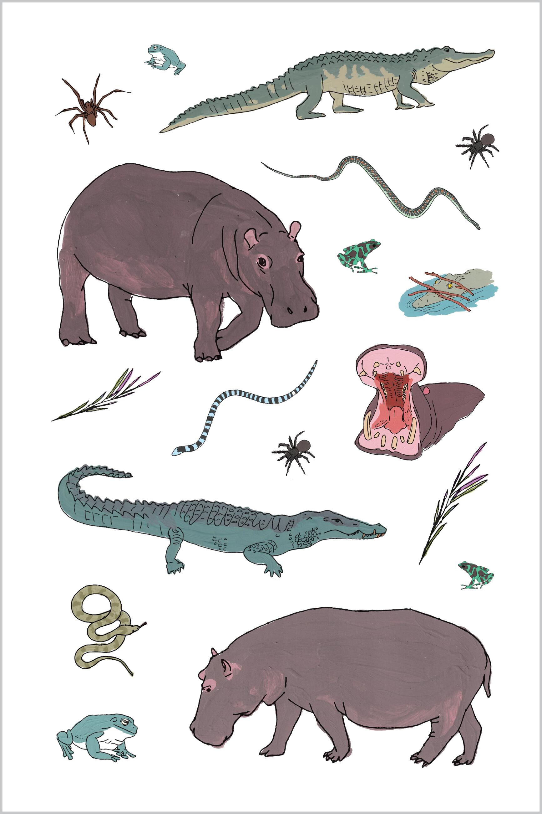Wildlife Anatomy Sticker Book by Julia Rothman | Hachette Book Group