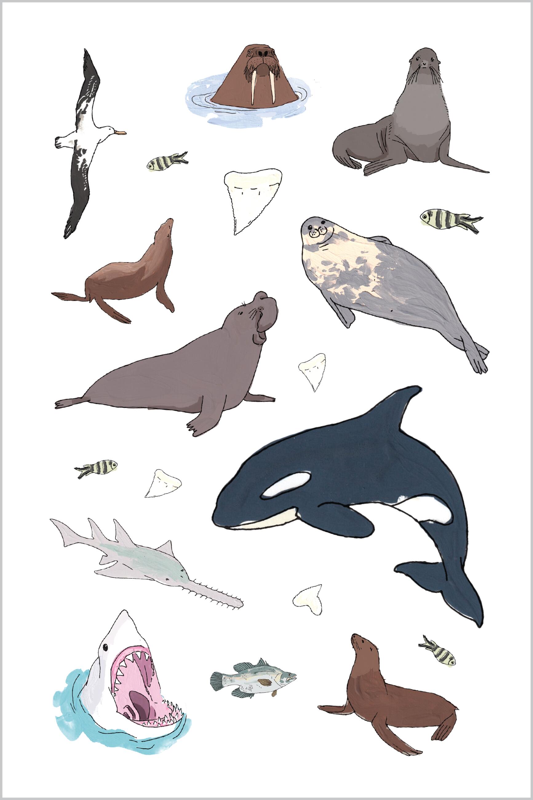 Wildlife Anatomy Sticker Book by Julia Rothman | Hachette Book Group