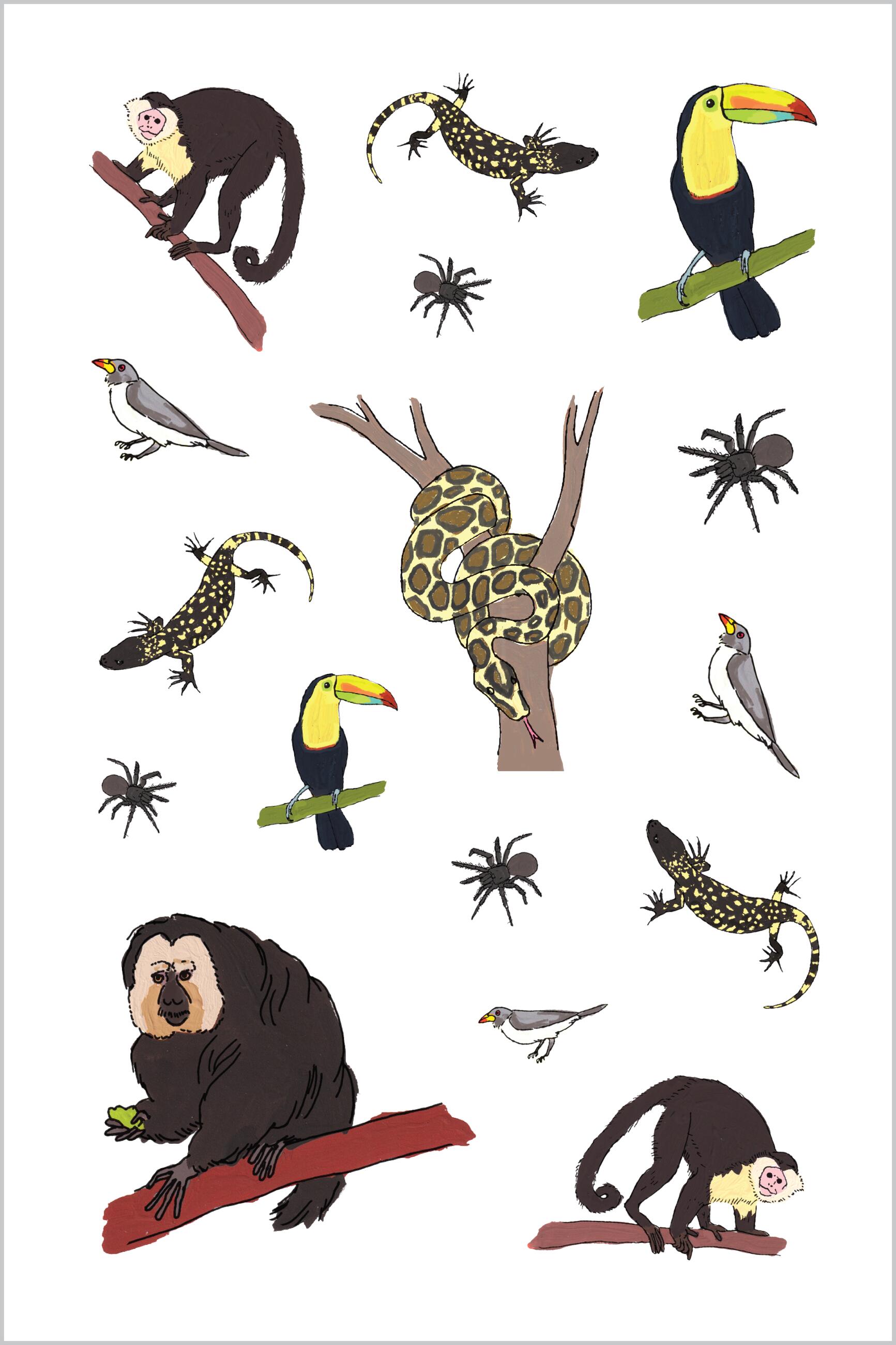 Wildlife Anatomy Sticker Book by Julia Rothman | Hachette Book Group