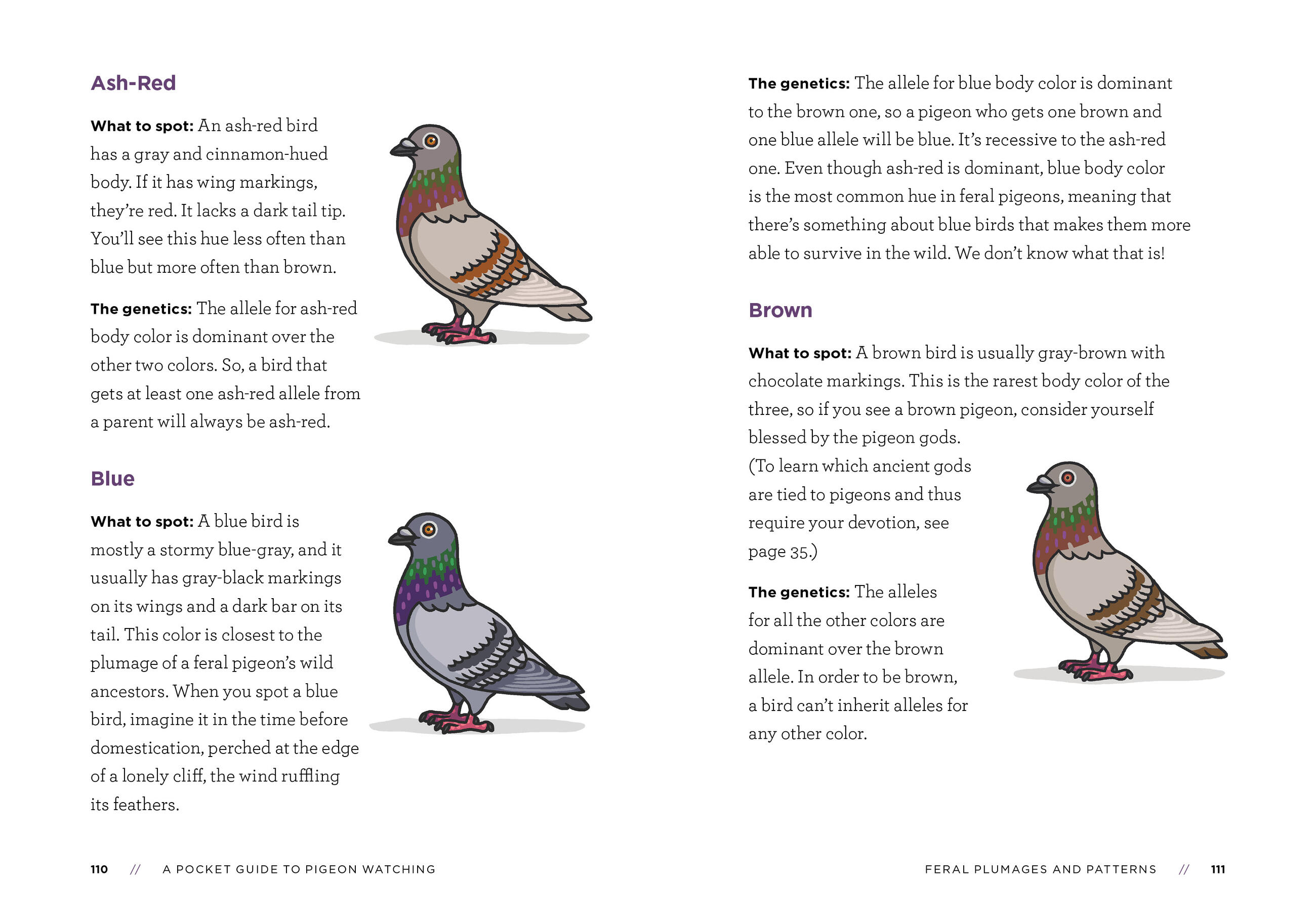 A Pocket Guide to Pigeon Watching by Rosemary Mosco | Hachette Book Group