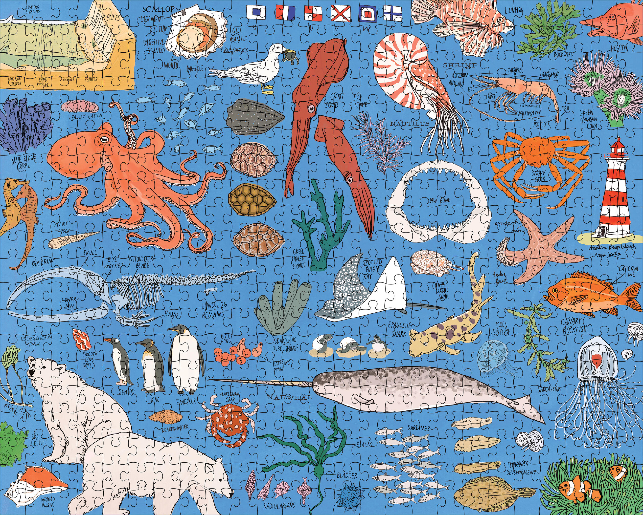 Ocean Anatomy: The Puzzle (500 pieces) by Julia Rothman | Hachette Book ...