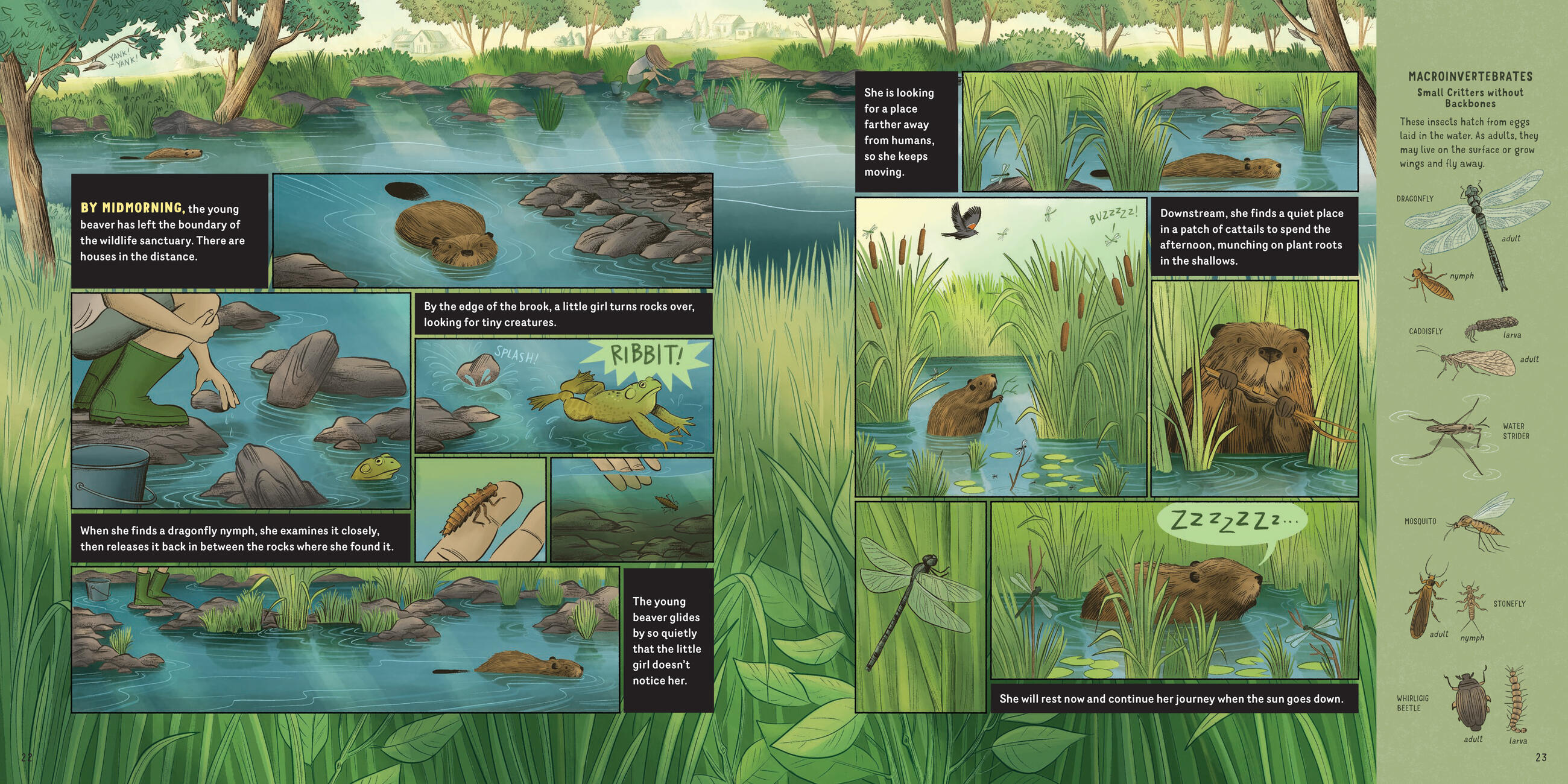 What Goes on inside a Beaver Pond? by Becky Cushing Gop | Hachette Book ...