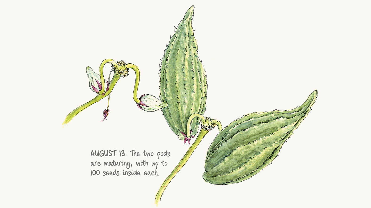 The Intricate Dance of Milkweed Pollination | Hachette Book Group