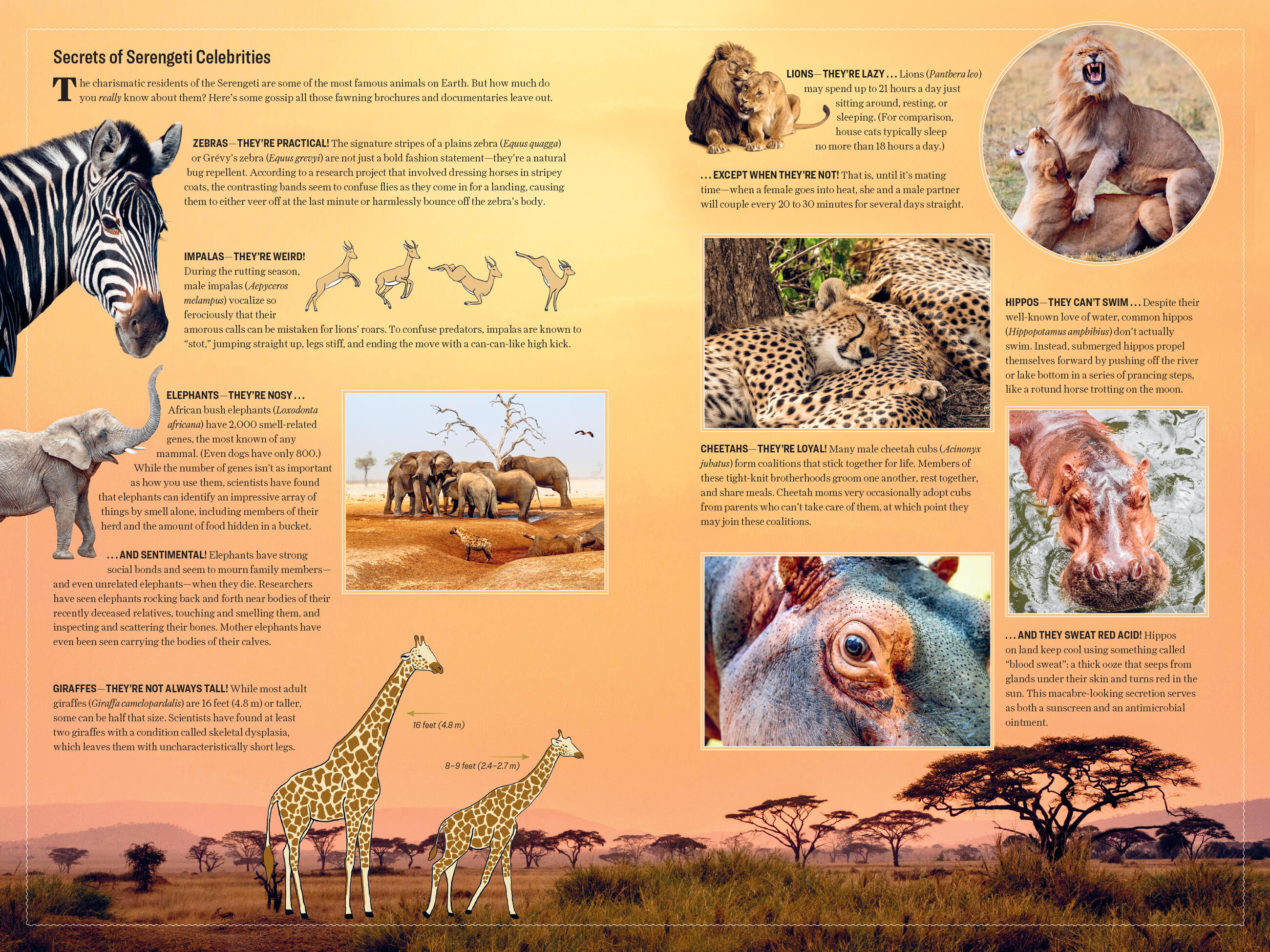 Atlas Obscura: Wild Life by Cara Giaimo | Hachette Book Group