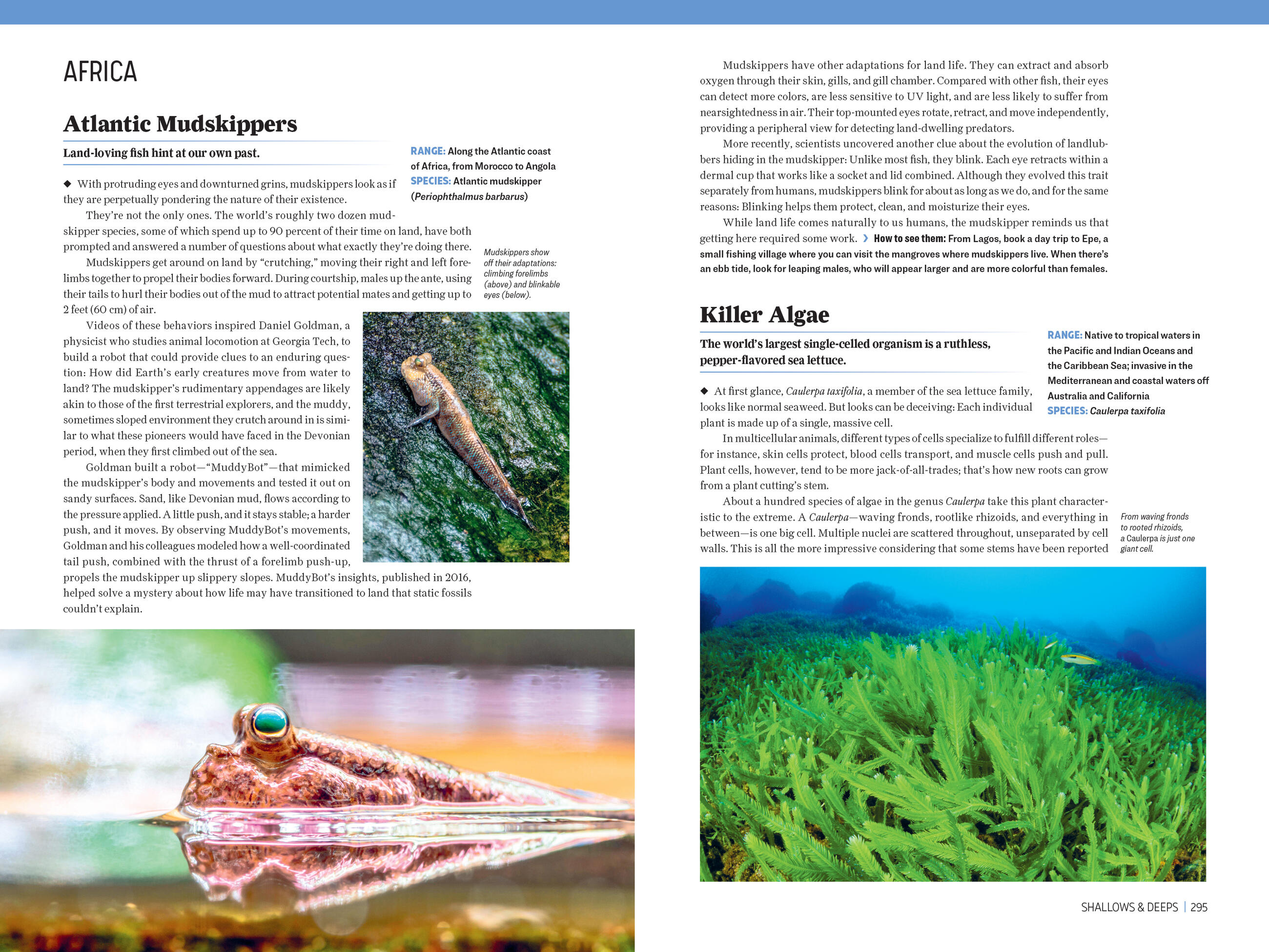 Atlas Obscura: Wild Life by Cara Giaimo | Hachette Book Group