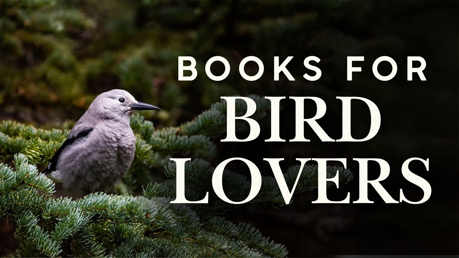 Books for Bird Lovers | Hachette Book Group