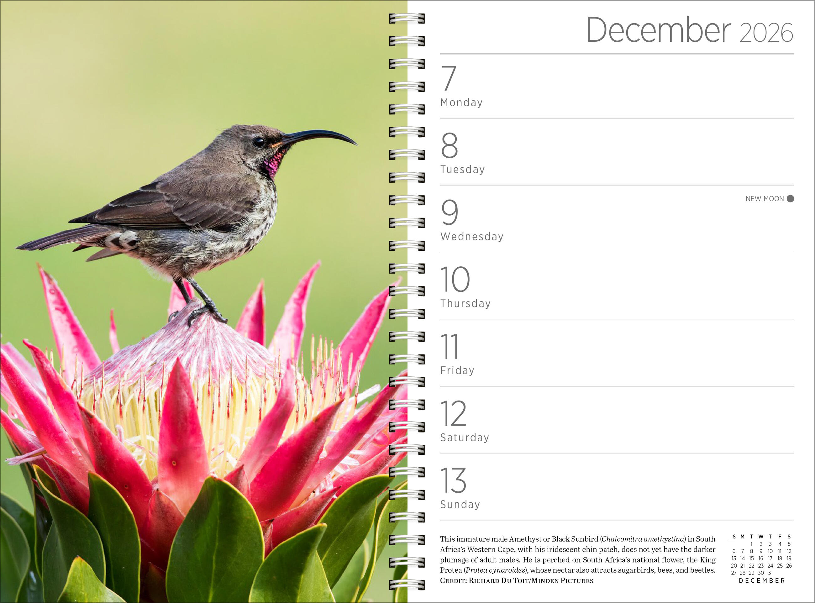 Audubon Engagement Calendar 2026 by Workman Calendars | Hachette Book Group